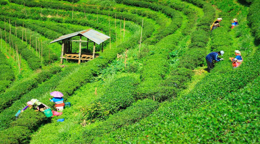 ICAR AIEEA 2021: For great agriculture course enthusiasts