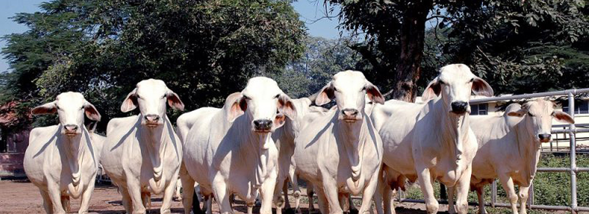 National Dairy Research Institute NDRI is a great place to study Dairy ...