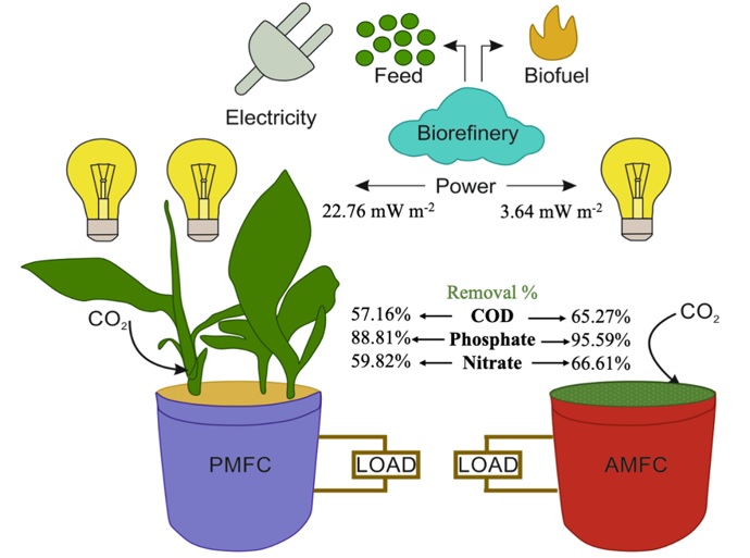 IIT Jodhpur researchers use great plants to generate power